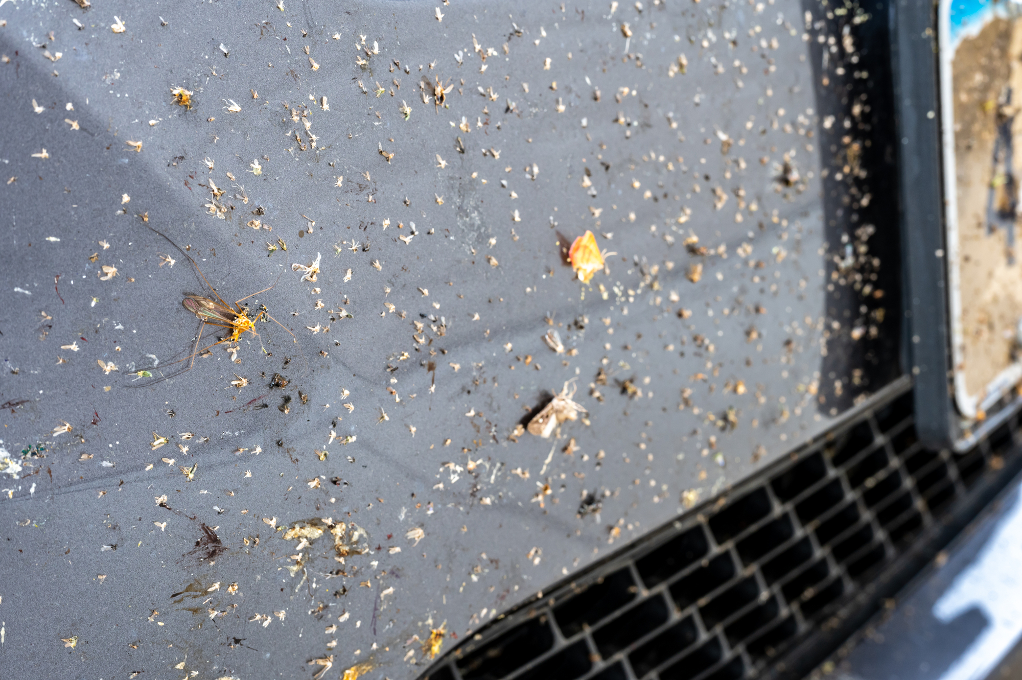Bug Bomb for Car (Are They Effective?) - My Car Makes Noise